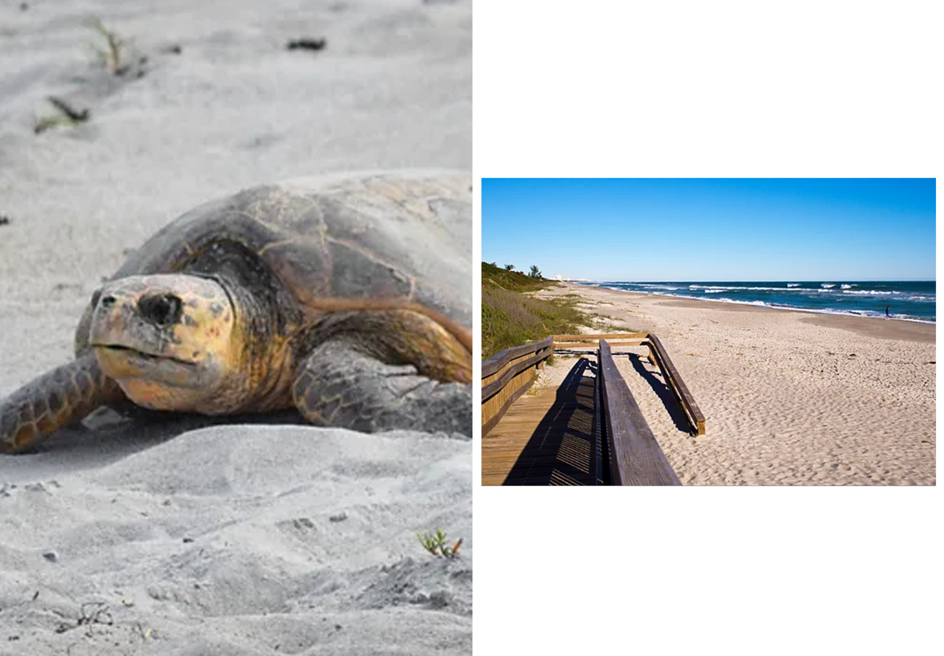 The surprising Florida refuge where sea turtles love to nest | ANA-MODE