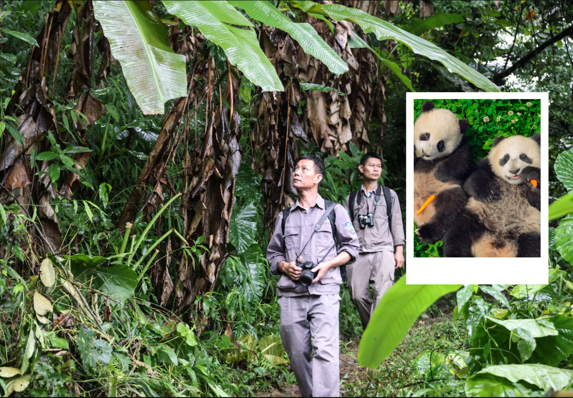 China’s great wilderness: inside the world’s largest national parks ...
