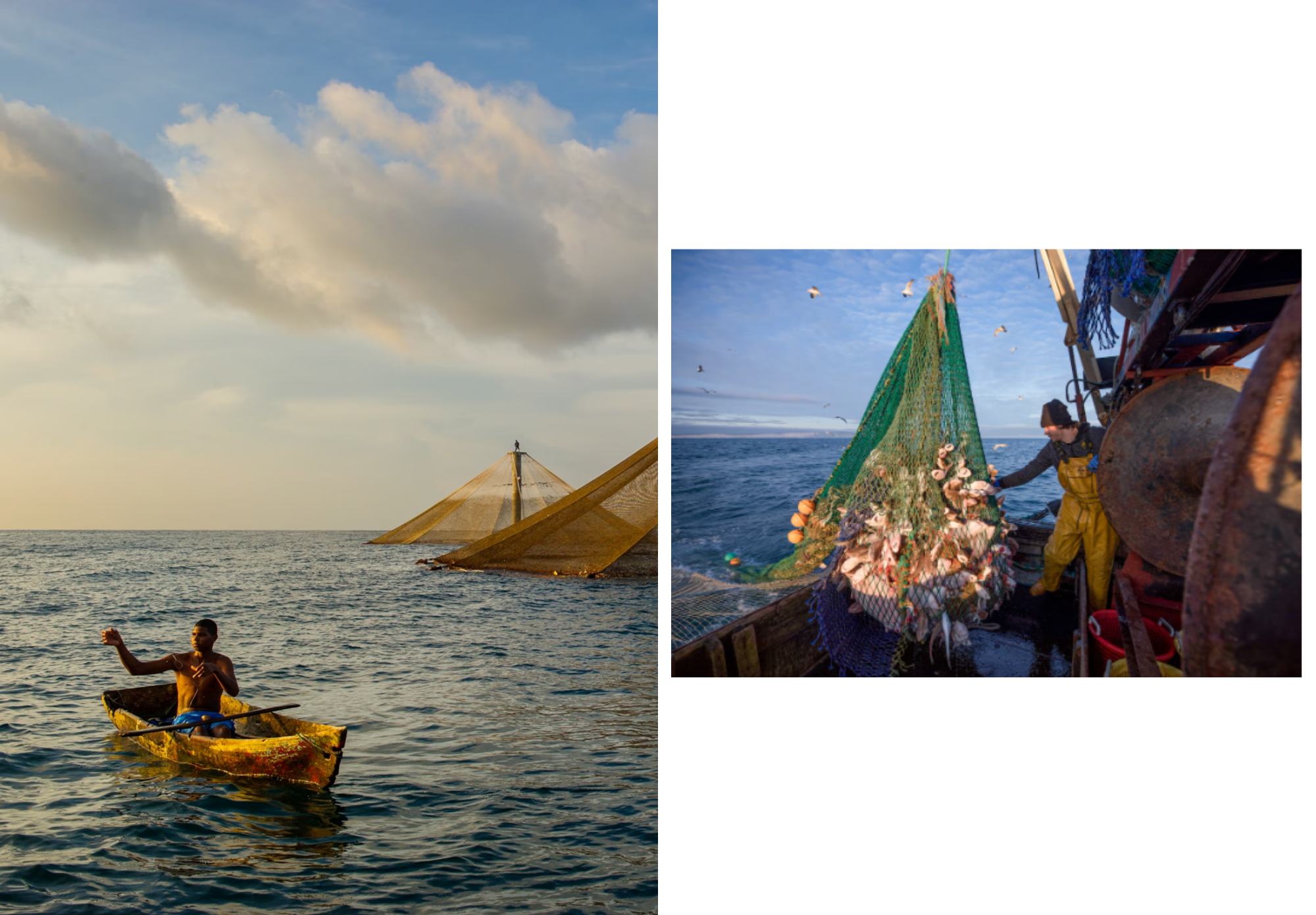 Overfishing: The Global Crisis Devastating Marine Ecosystems | ANA-MODE