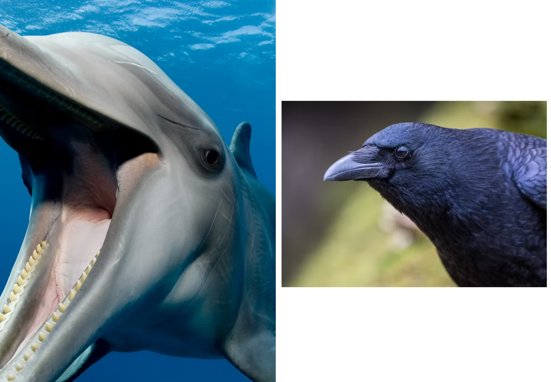 Beyond Human Hubris: Acknowledging the Diverse Intelligence of the ...