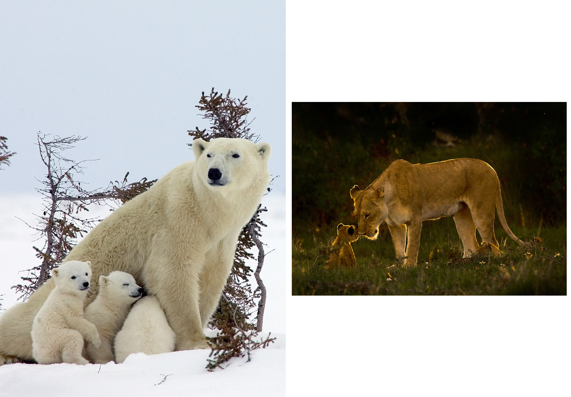 North America’s Wild Heart: The Ultimate Wildlife Encounters In ...