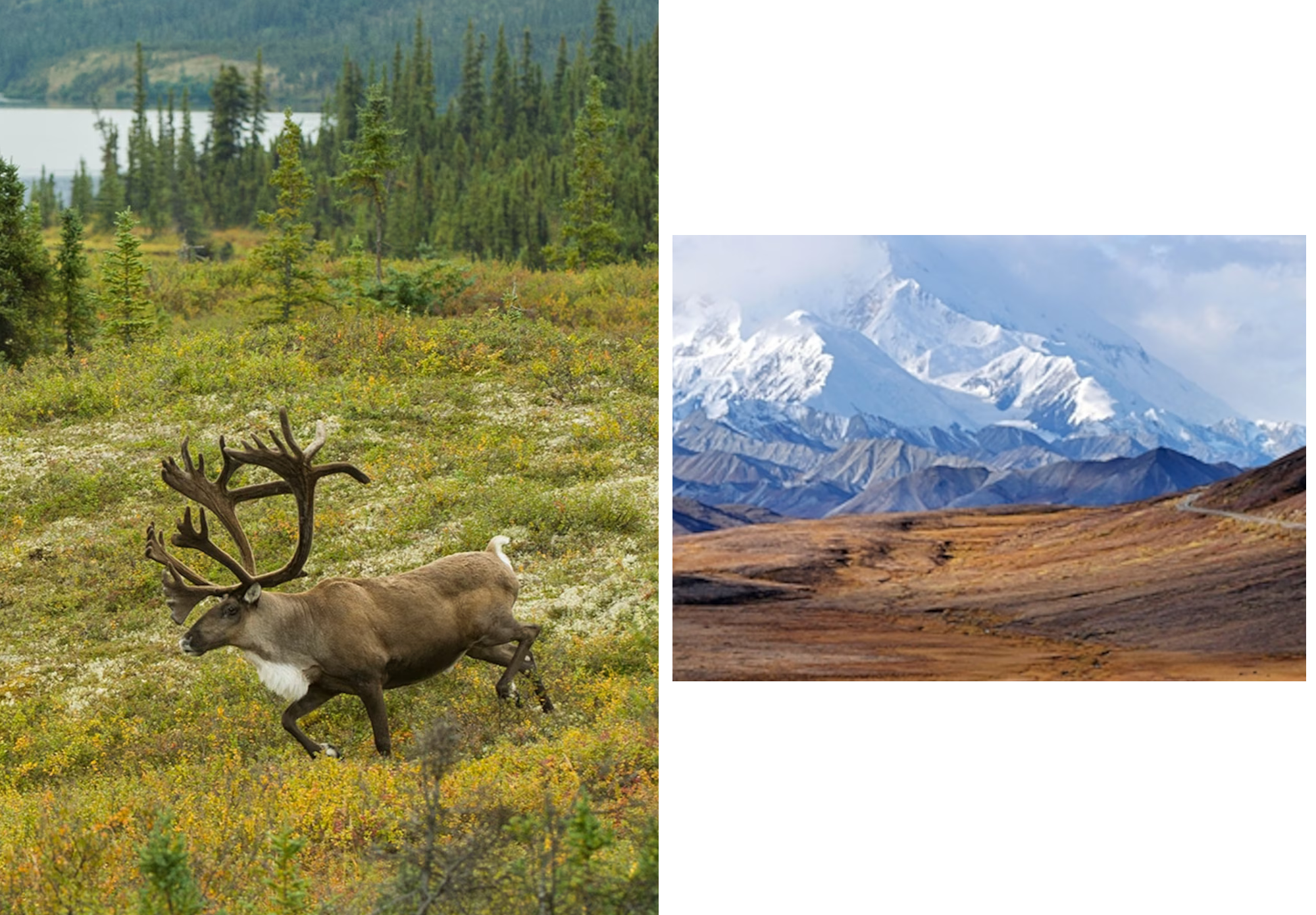 The Great One’s Realm: Journey Into The Alaskan Wilderness Of Denali ...