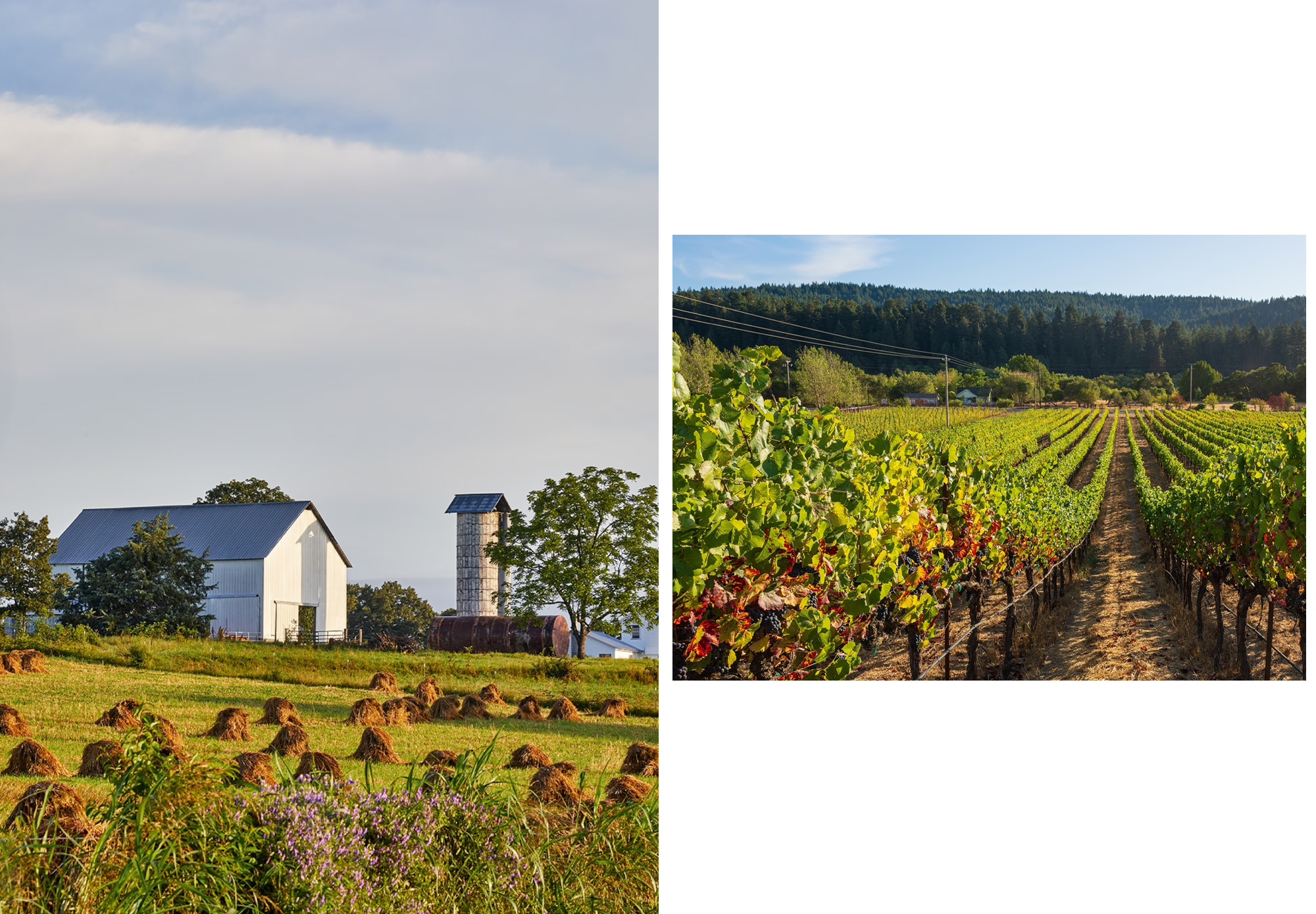 Savoring the Silence: How Food Opens a Portal to Tennessee’s Amish ...